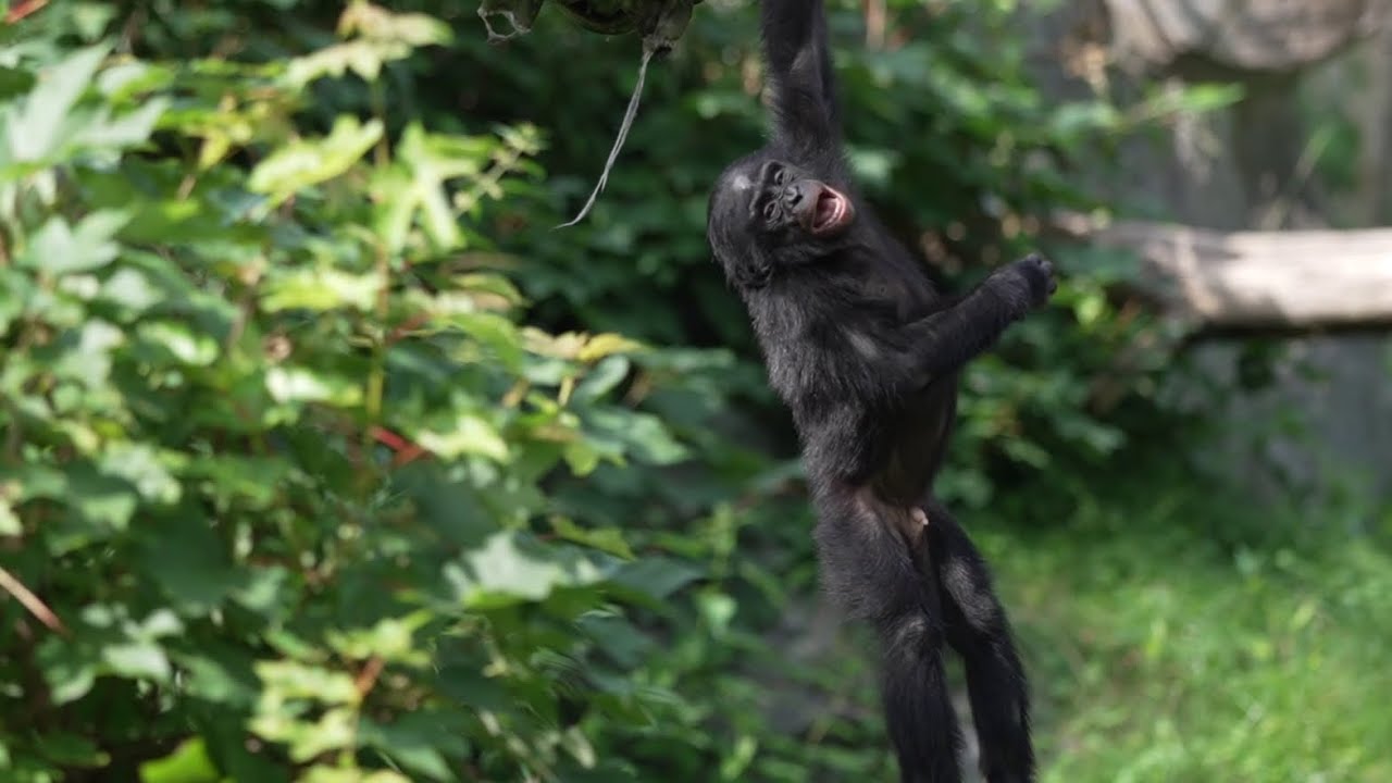 Bonobo video,Zoo Leipzig 4k,bonobo ape affe menschenaffe Bonobo - YouTube