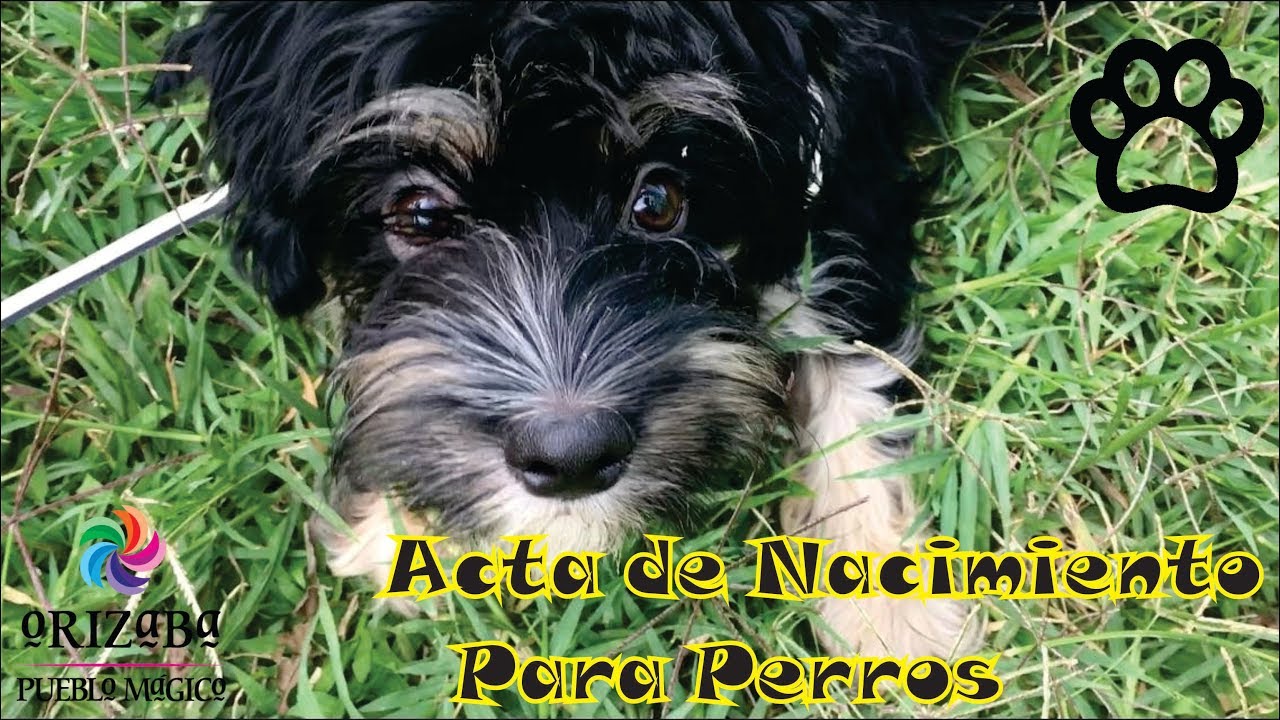 Acta de nacimiento para tu perro , ya es posible en orizaba 😱 - YouTube