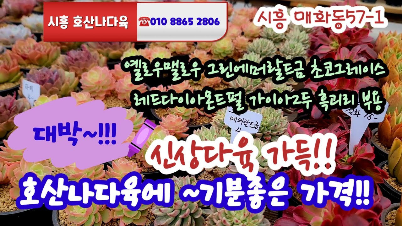 너무예쁜다육들~매장가득이 채웠어요 그중에서 가장멋진다육으로 착한가격으로 맞춤 특가다육은 필수선택 유료광고포함
