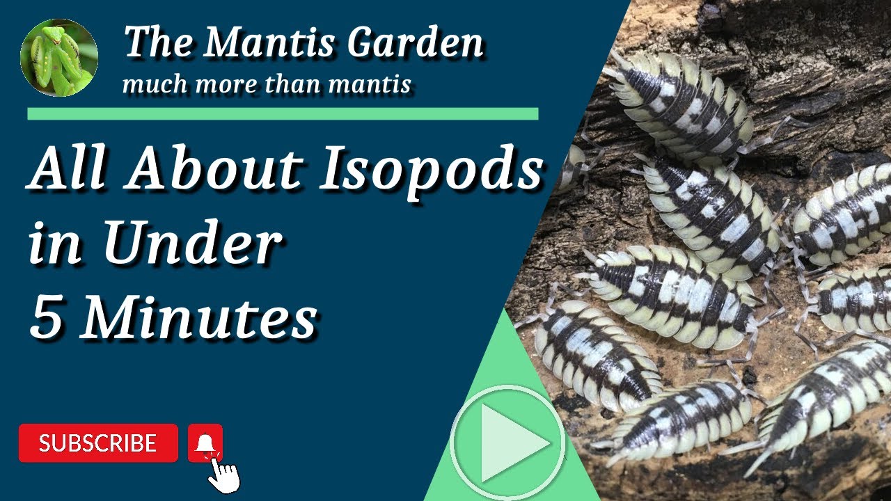 All About Isopods in Under 5 Minutes - YouTube