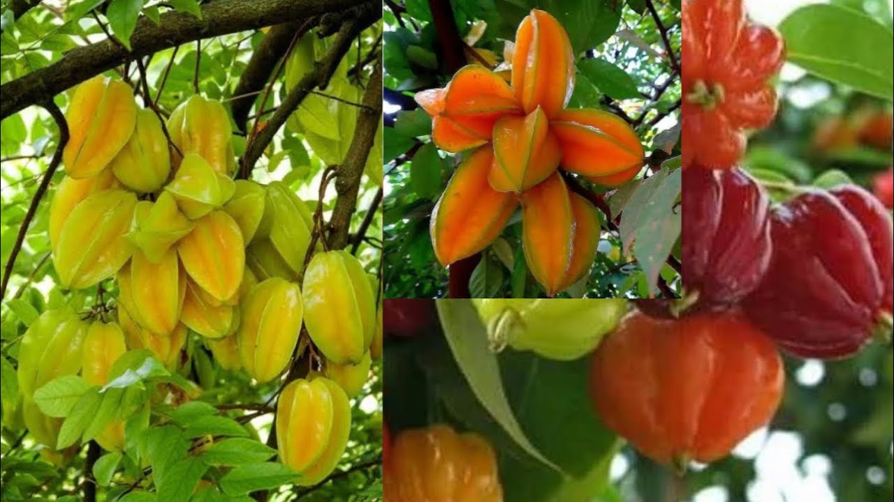 How to grow star fruit get more effective and beautiful - YouTube