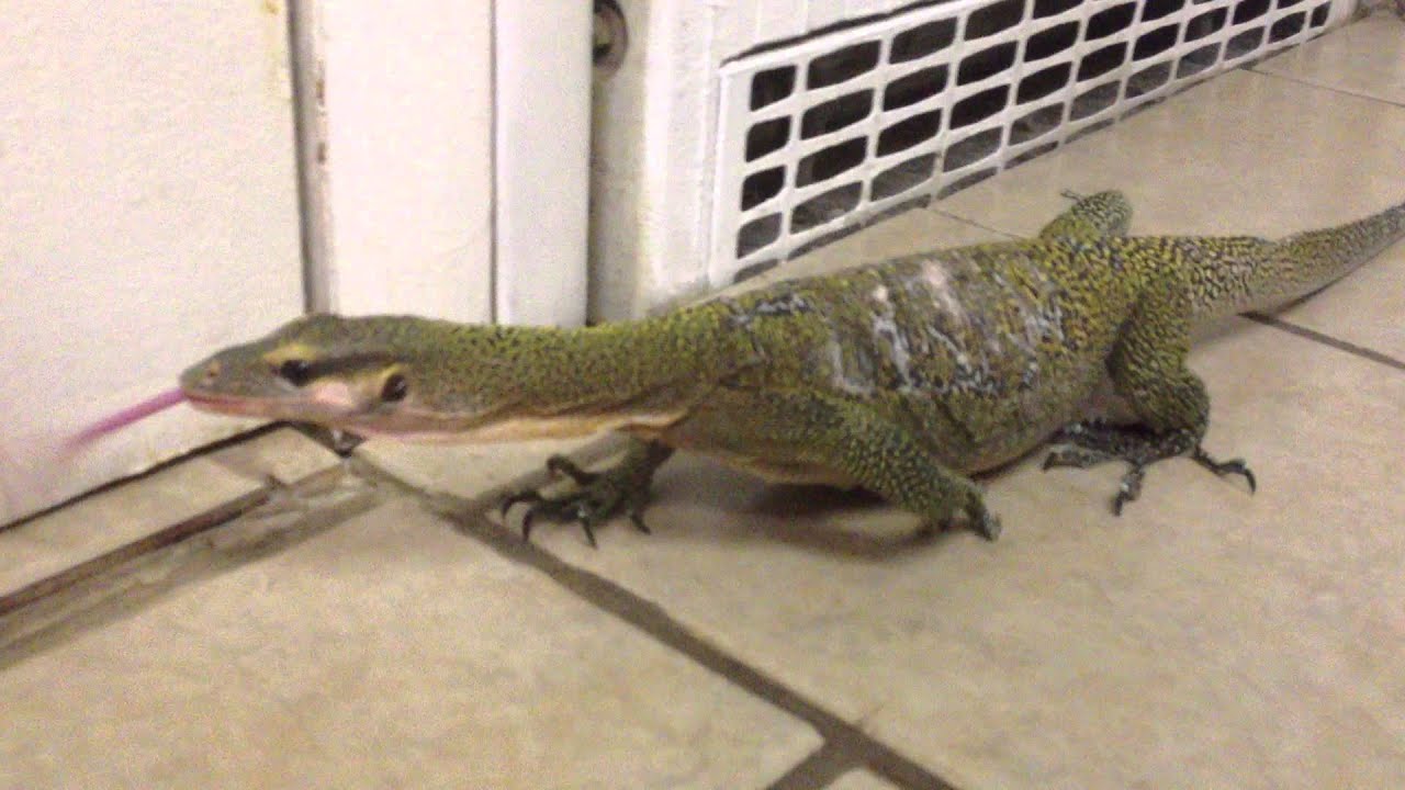Young Yellow Monitor 2013 - YouTube