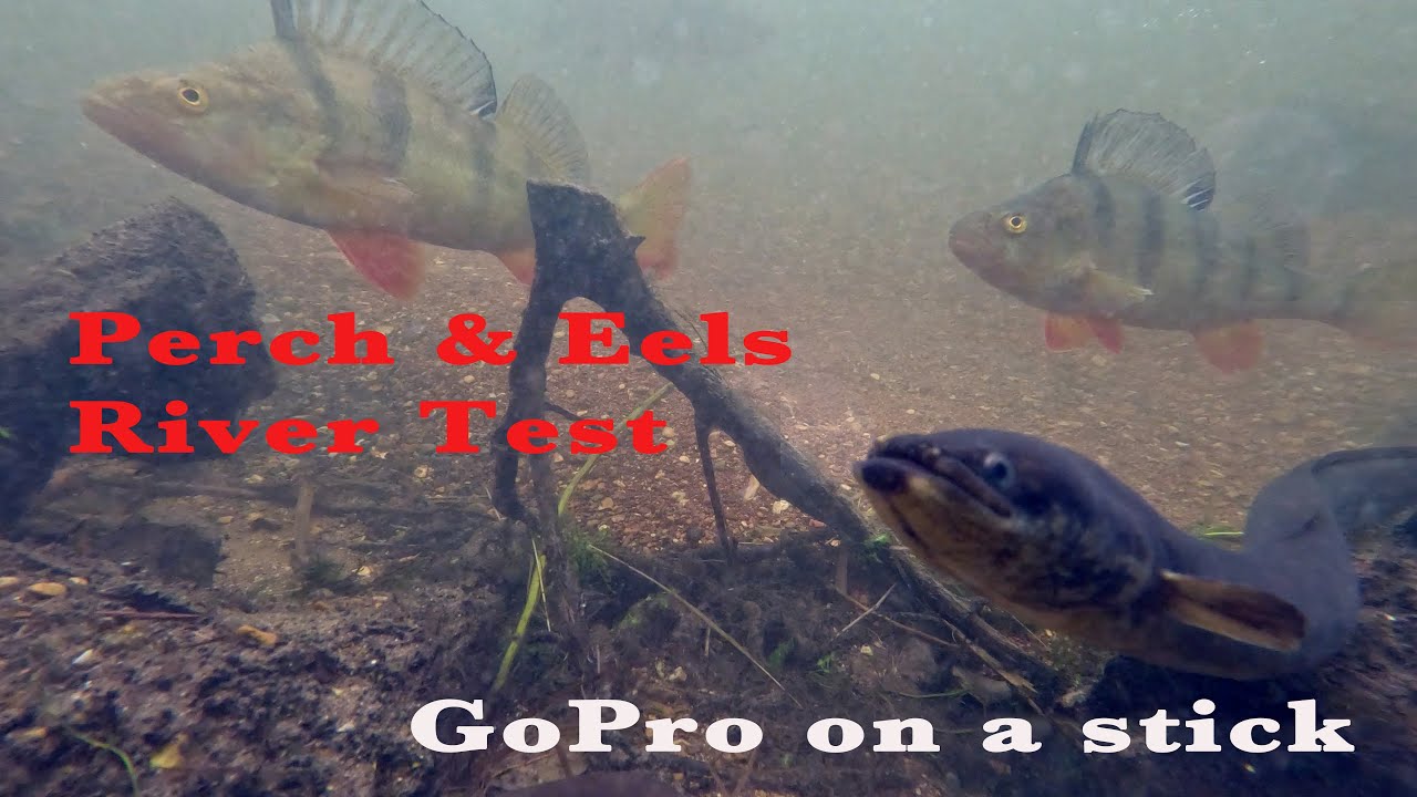 Perch & Eels - River Test, GoPro on a stick - YouTube