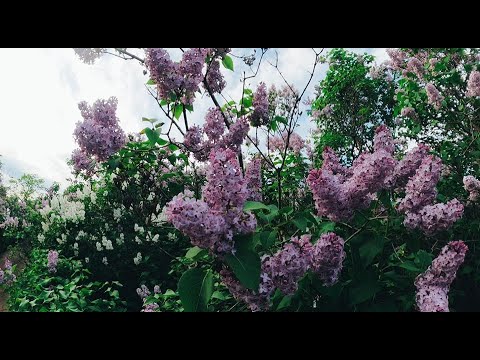 Lilac Lane - YouTube