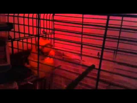 Böyle bir sevişme görülmedi :)