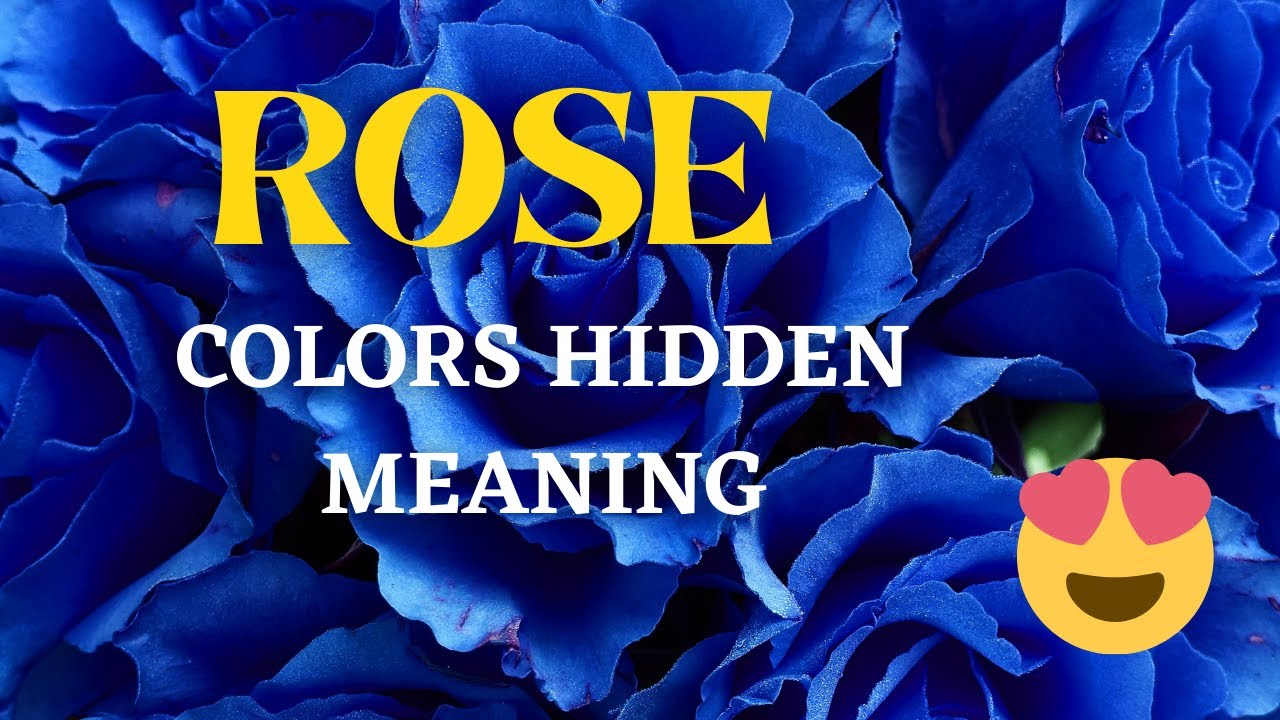 WATCH This Before You Gift a Rose | Hidden Meaning of Rose Colors You ...