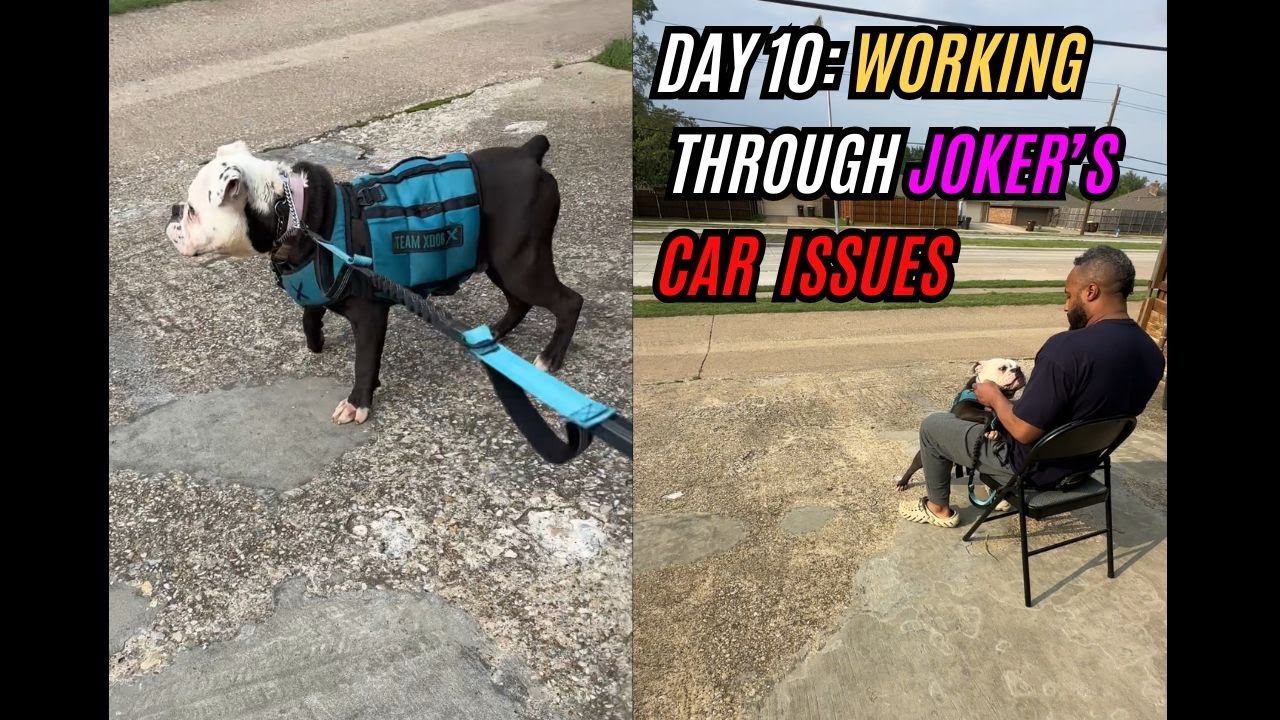 Day 10: Get Ready with Joker (Bad Bulldog Behavior) - YouTube