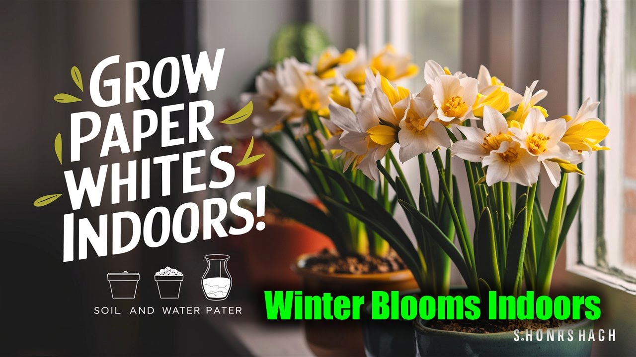 How to Grow Paperwhite Bulbs Indoors for Beautiful Winter Blooms! - YouTube