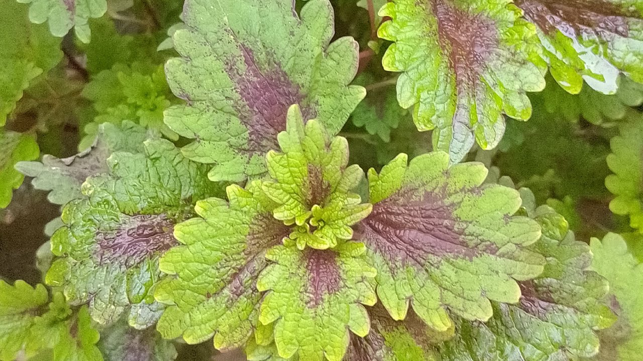 Lavya Gupta is live!sabhi ko ram ram 🙏लाइव start hogai hai aap sabhi ka ...