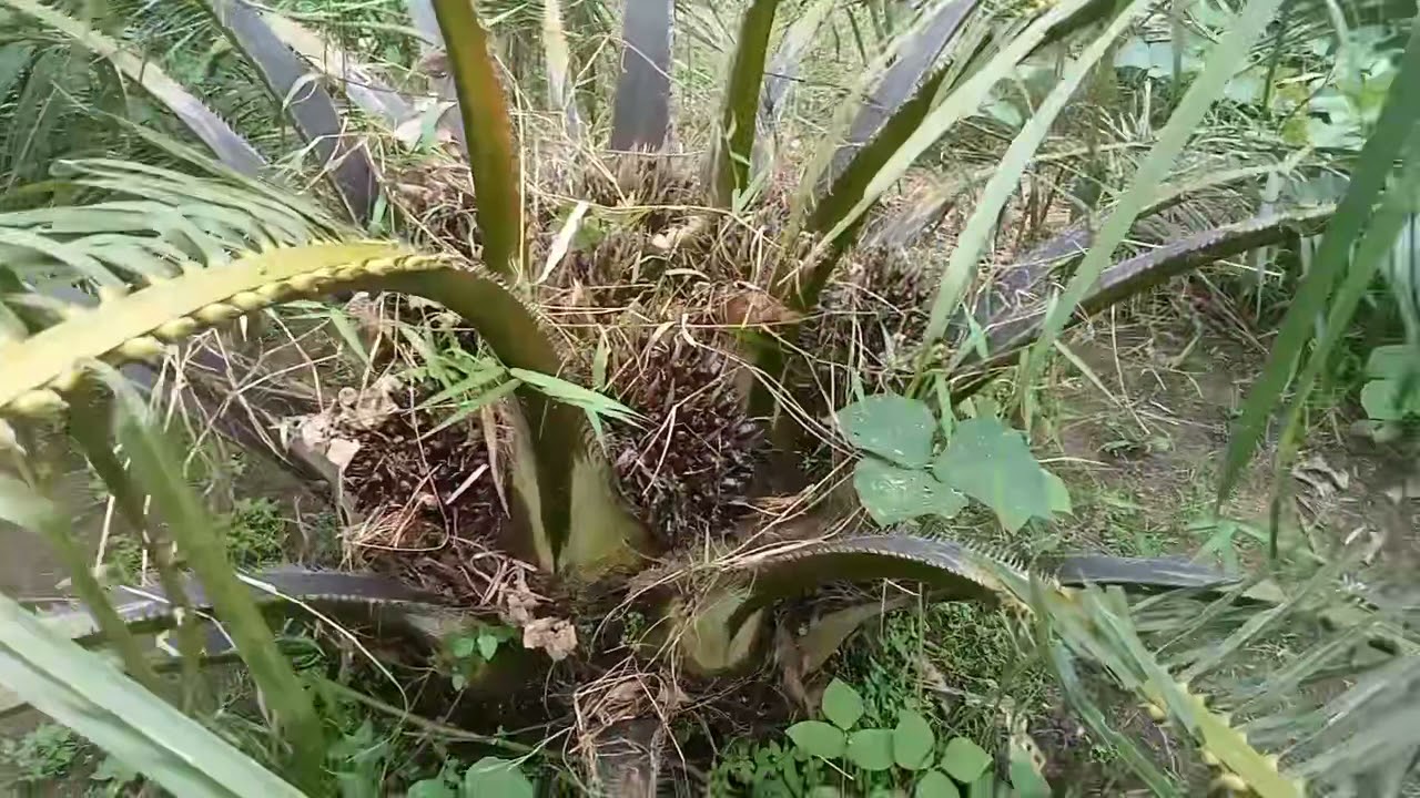 Sembuh dari penyakit busuk pucuk sawit ! - YouTube