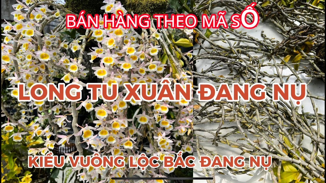 Bán Lan Long Tu Xuân Đang Nụ, Kiều Vuông Lộc Bắc Đang Nụ-0834608769-LAN ...
