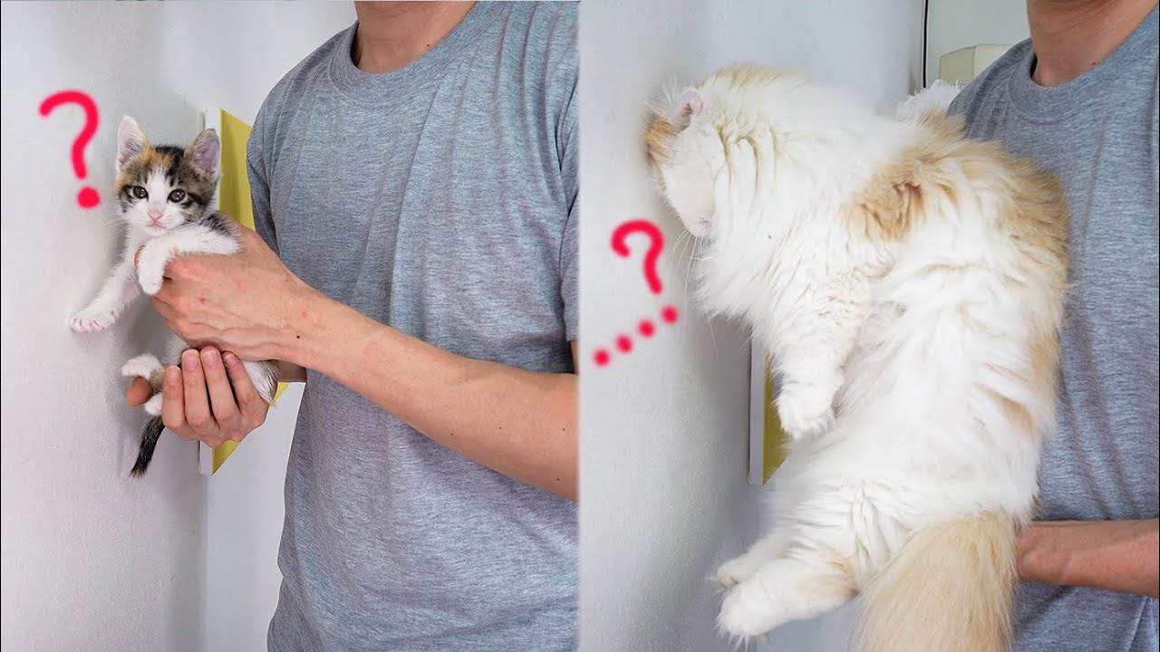 CAT IQ TEST │ Which Cat Is The Smartest? - YouTube