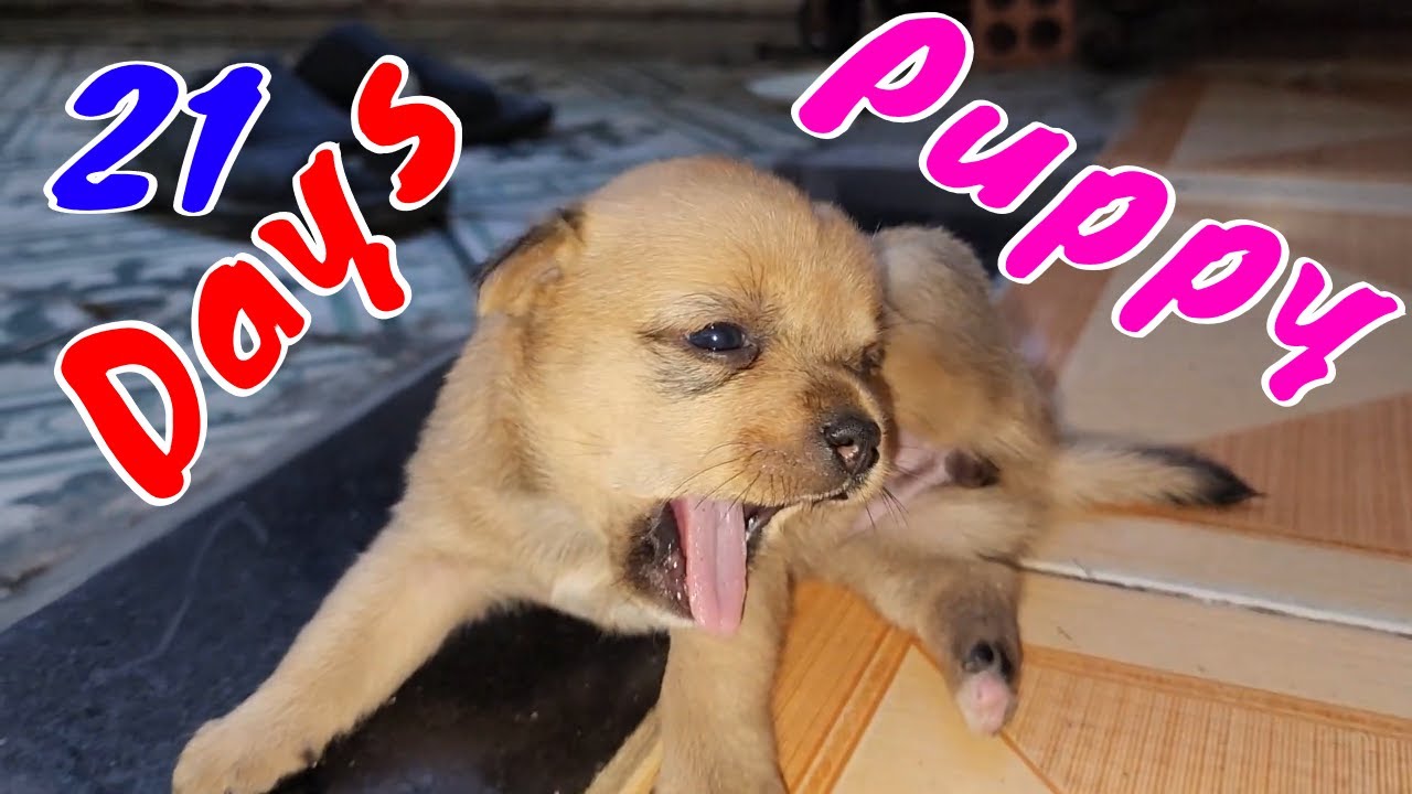 21 Days Old Cutest Puppies Ever You Wanna Raise | Viral Dog Puppy - YouTube