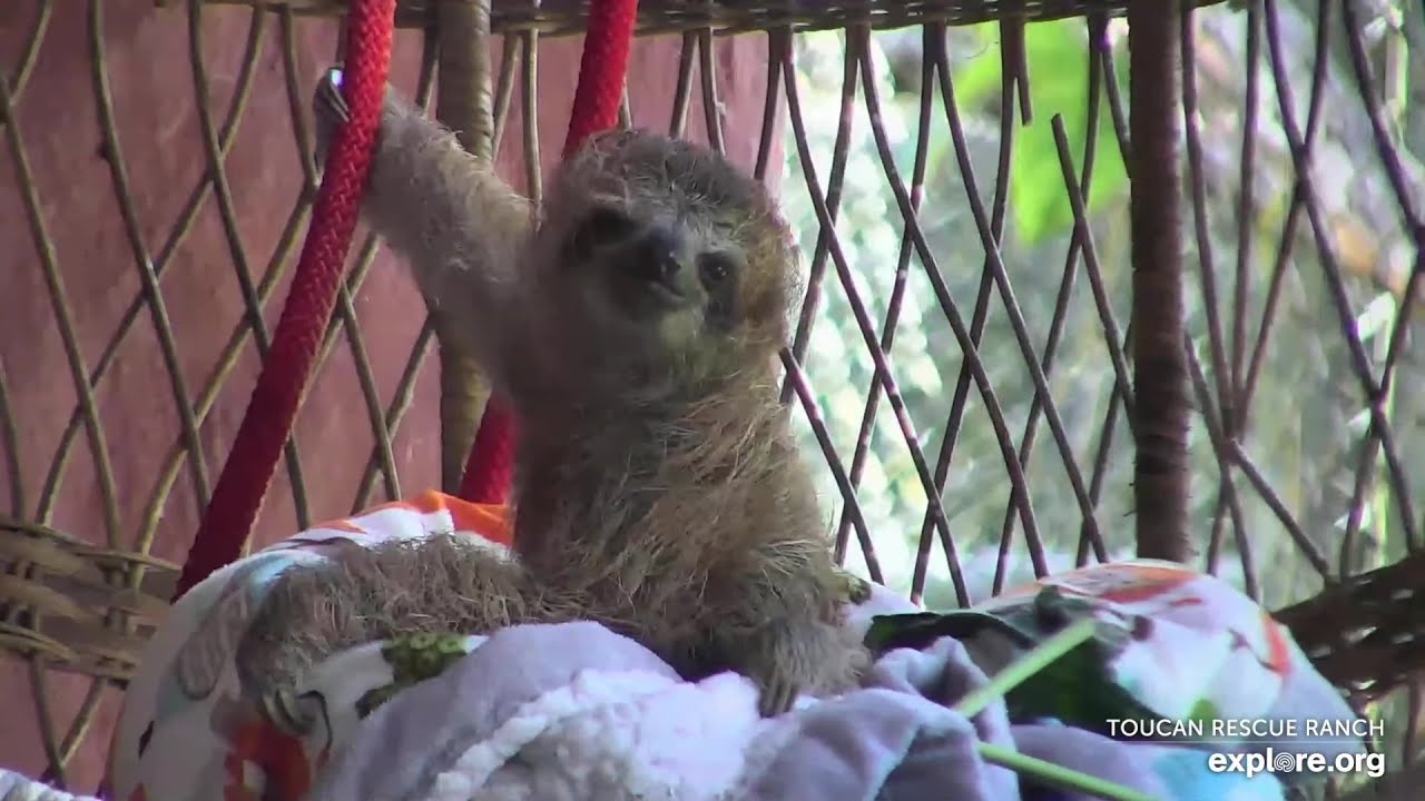 Baby sloth Waylon climbing on the swing & ropes - 05/29/24 - SlothTV ...