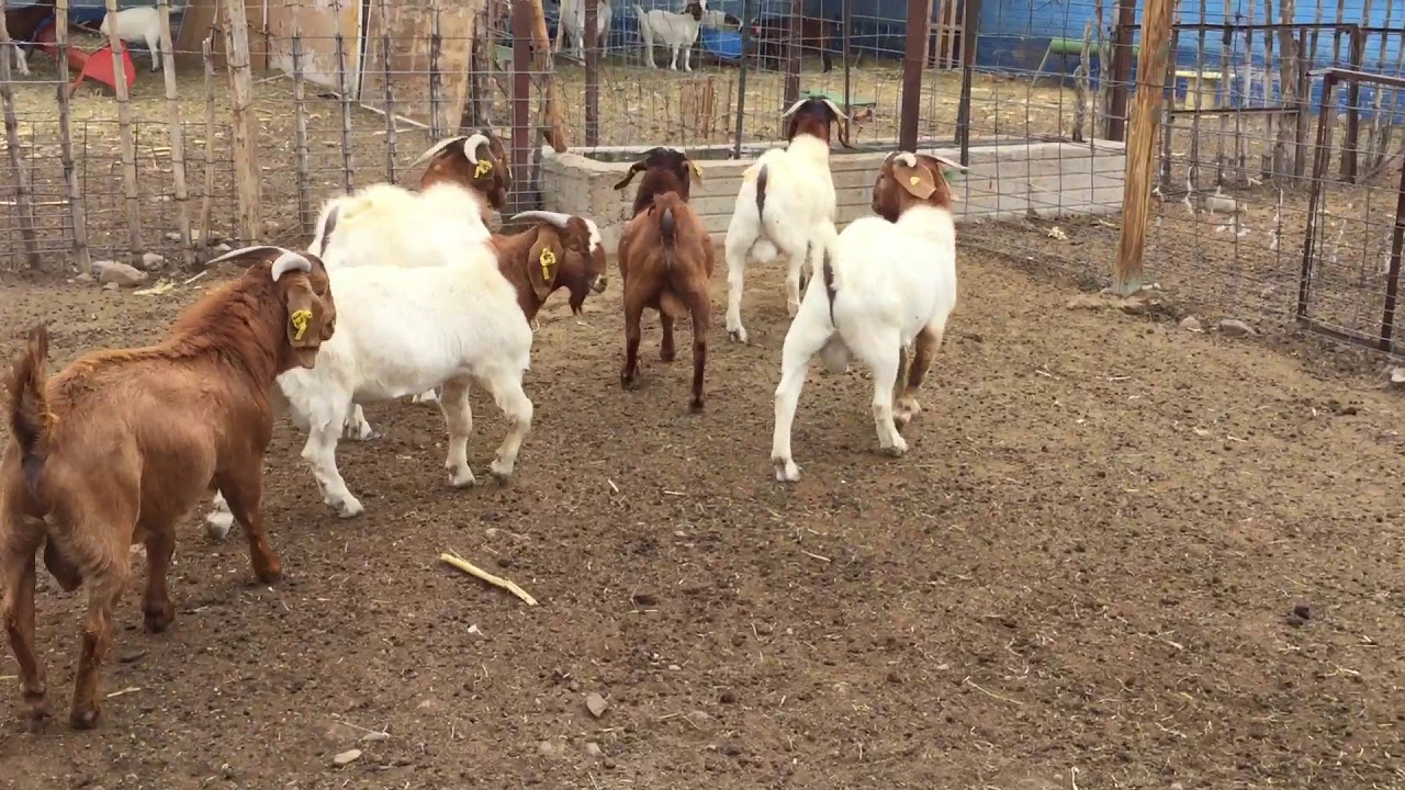 Boer! 🐐 Ganado Caprino Boer - YouTube