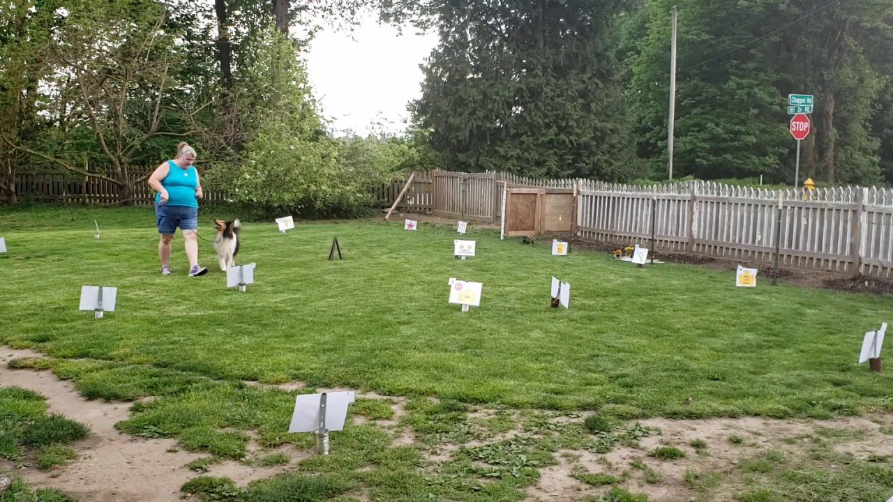 Rolo Rally course AKC RNV3 - YouTube