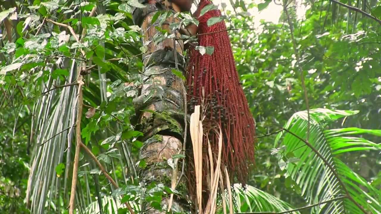 Bacaba (Oenocarpus bacaba) - YouTube