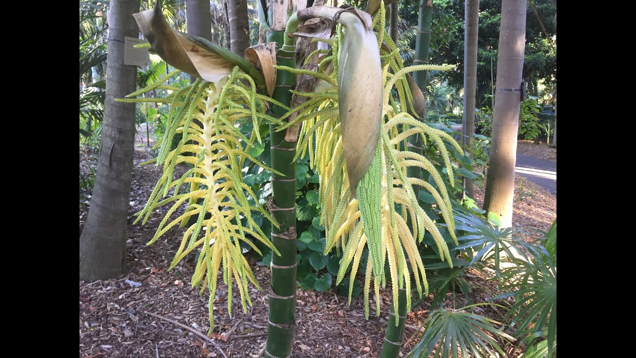 Chamaedorea tepejilote - Pacaya Palms - YouTube