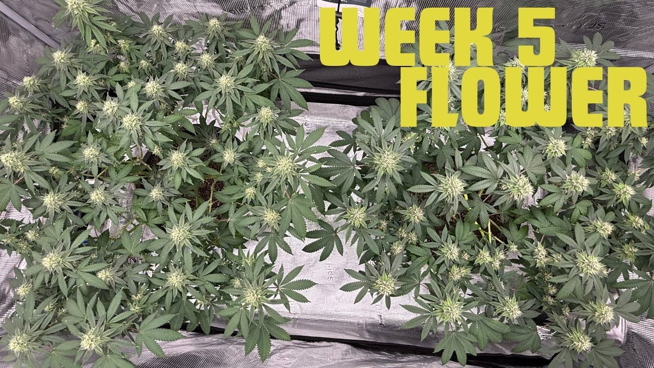 WEEK 5 FLOWER UPDATE - YouTube