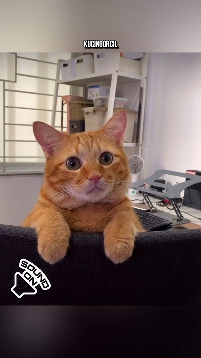 Миленькие котики коты Youtube