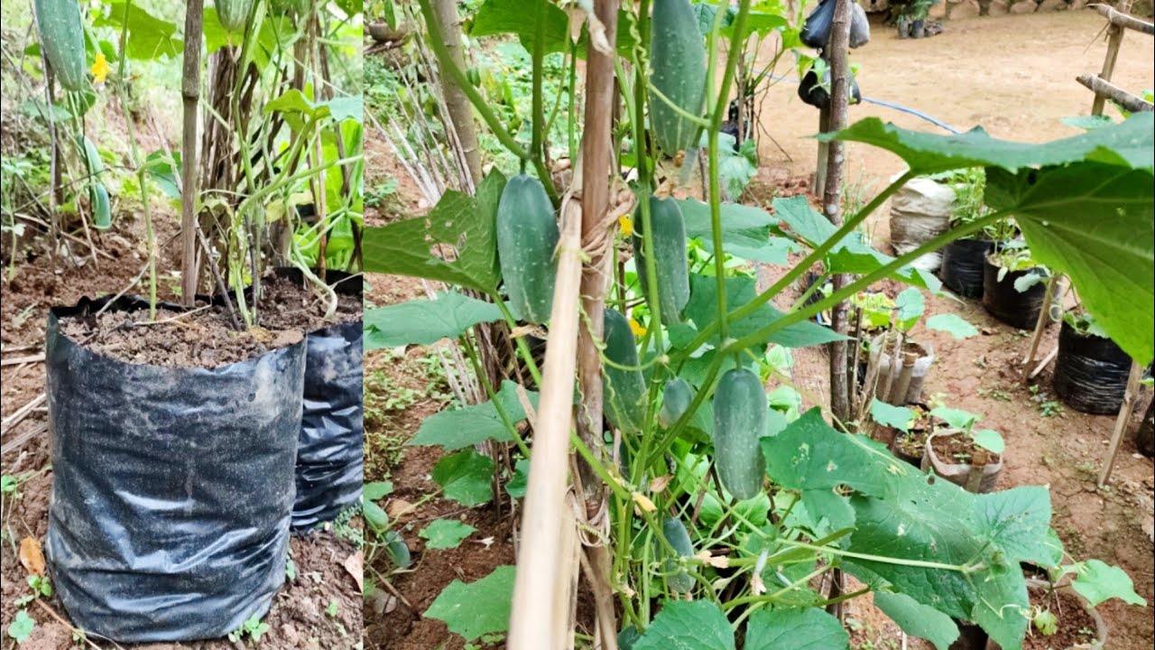 How to grow cucumber at home in Plastic bag #howtogrowcucumber - YouTube