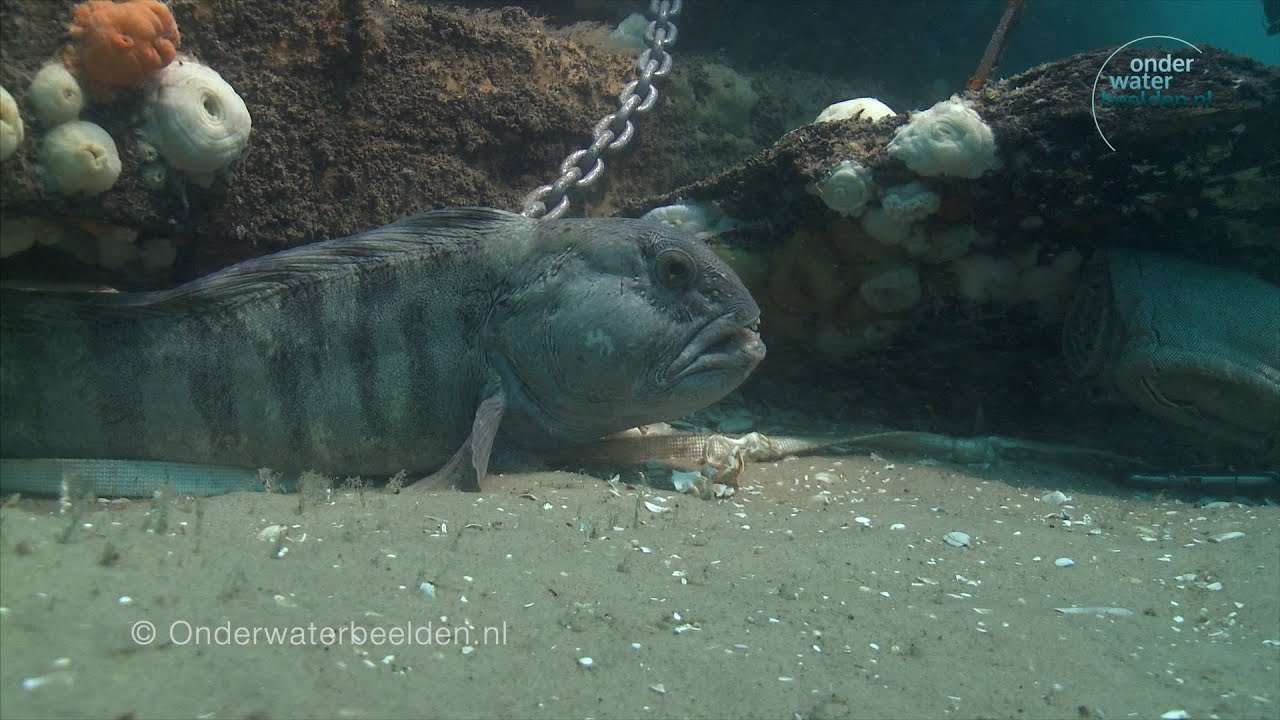 Zeewolf kauwt op een heremietkreeft - YouTube