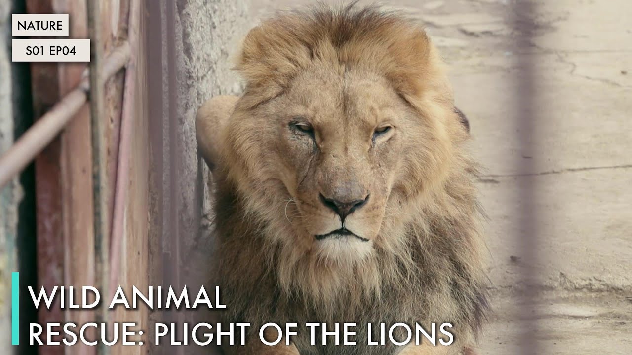 Wild Animal Rescue: Plight of the Lions - YouTube