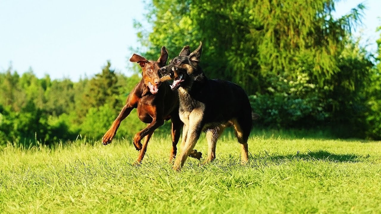 How to Groom Your Doberman Pinscher s Coat for a Healthy and Glossy ...