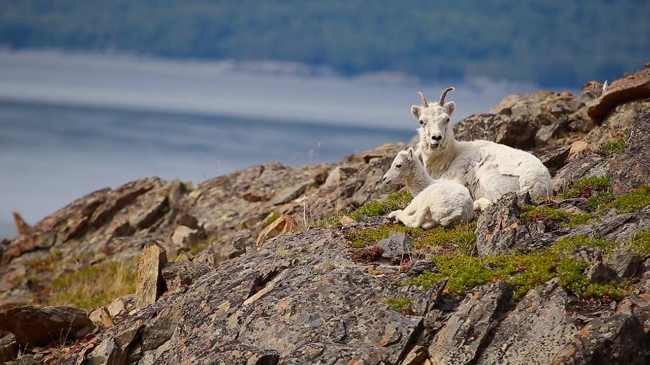 Ewe Dall sheep & her lamb near Windy Point- Seward Highway, Alaska ...