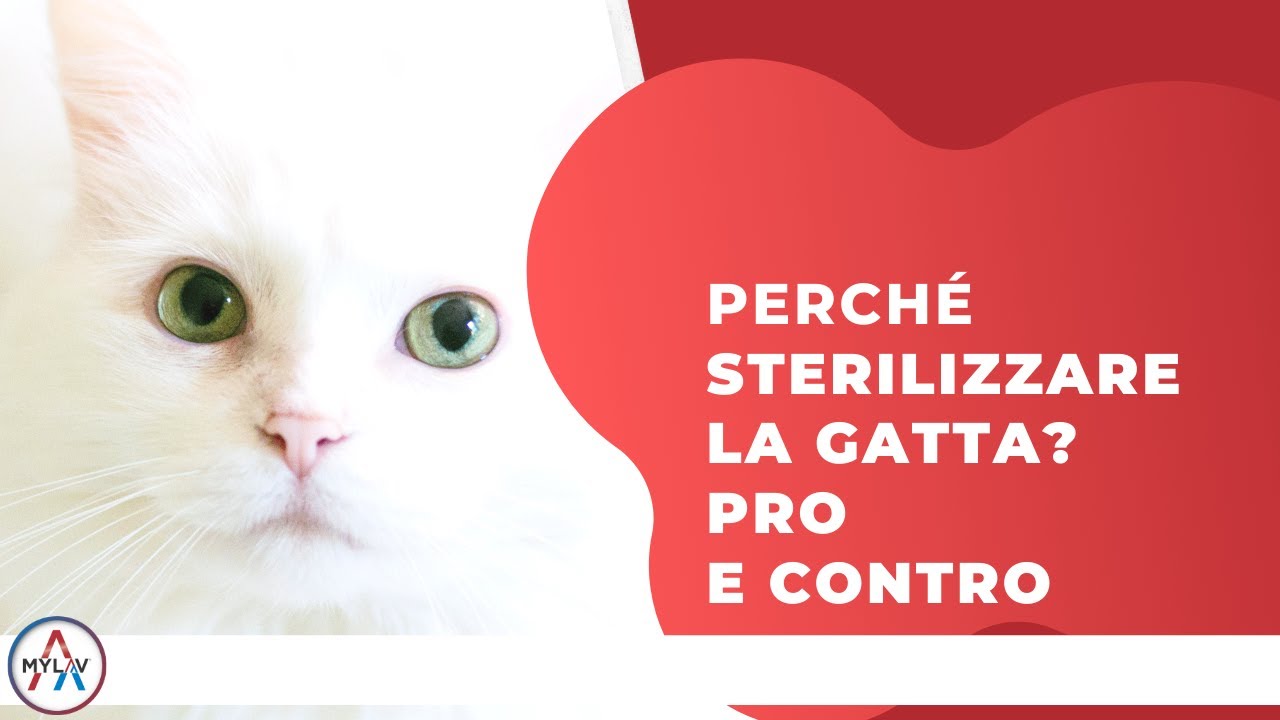 Perché Sterilizzare La Gatta Pro E Contro Youtube