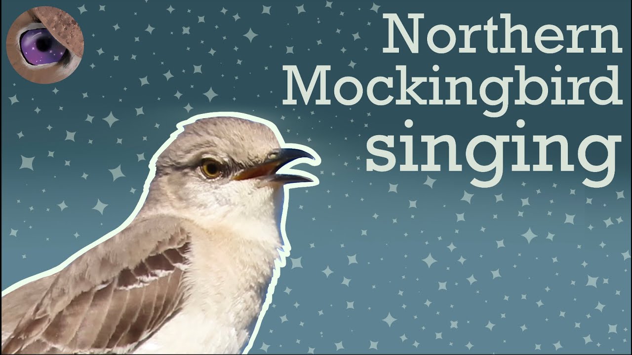 Northern Mockingbird Singing - 4K (Canon Powershot sx70 hs) - YouTube