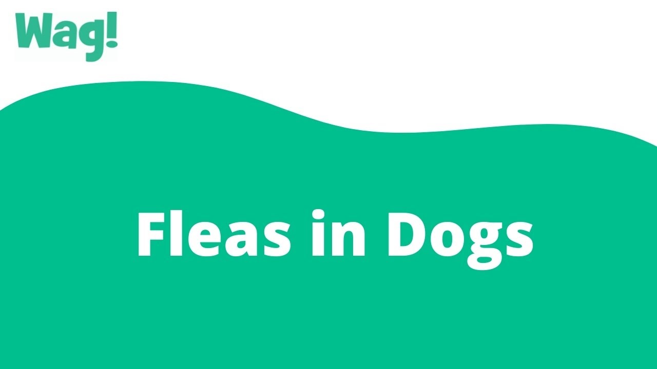 Fleas in Dogs | Wag! - YouTube