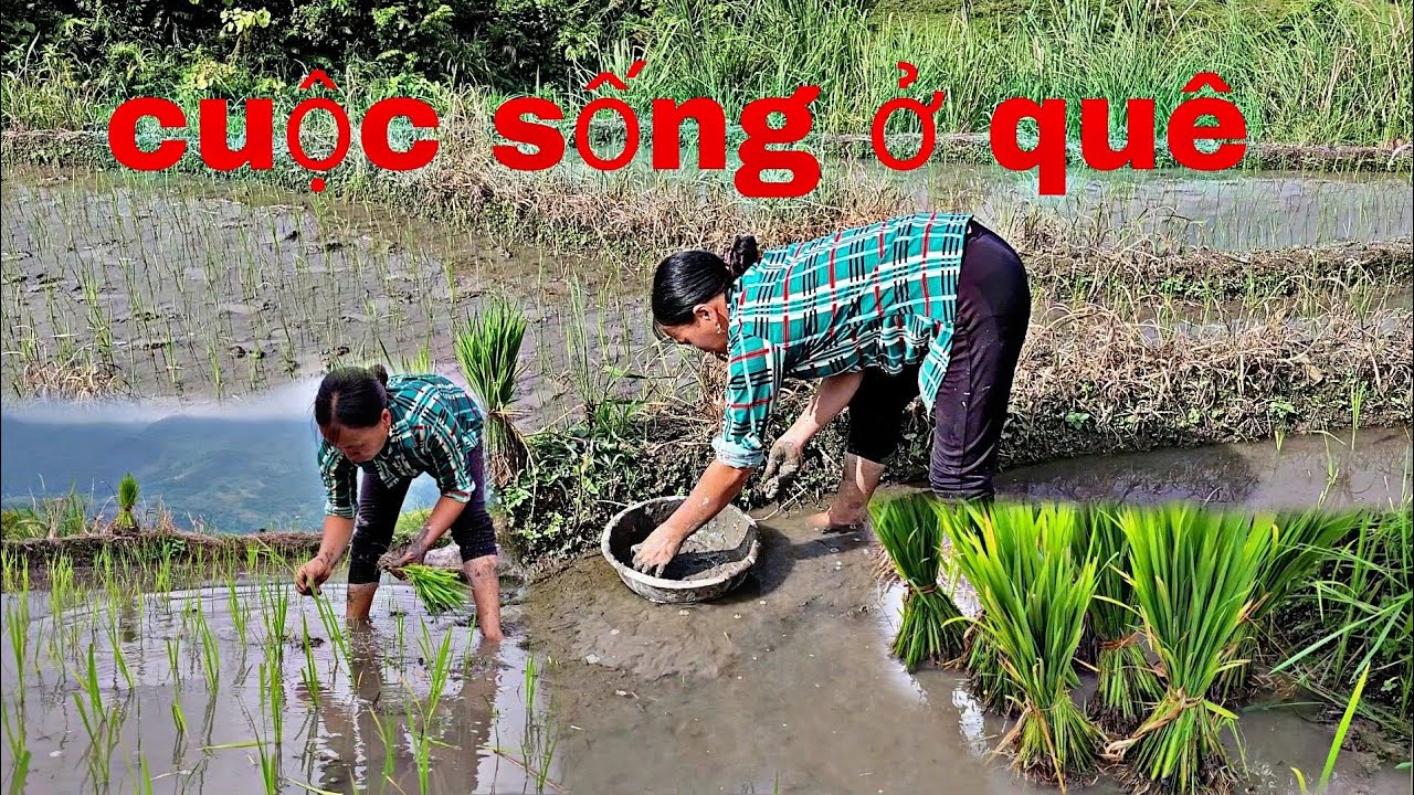 Preparing for the new rice crop, weeding and transplanting - YouTube