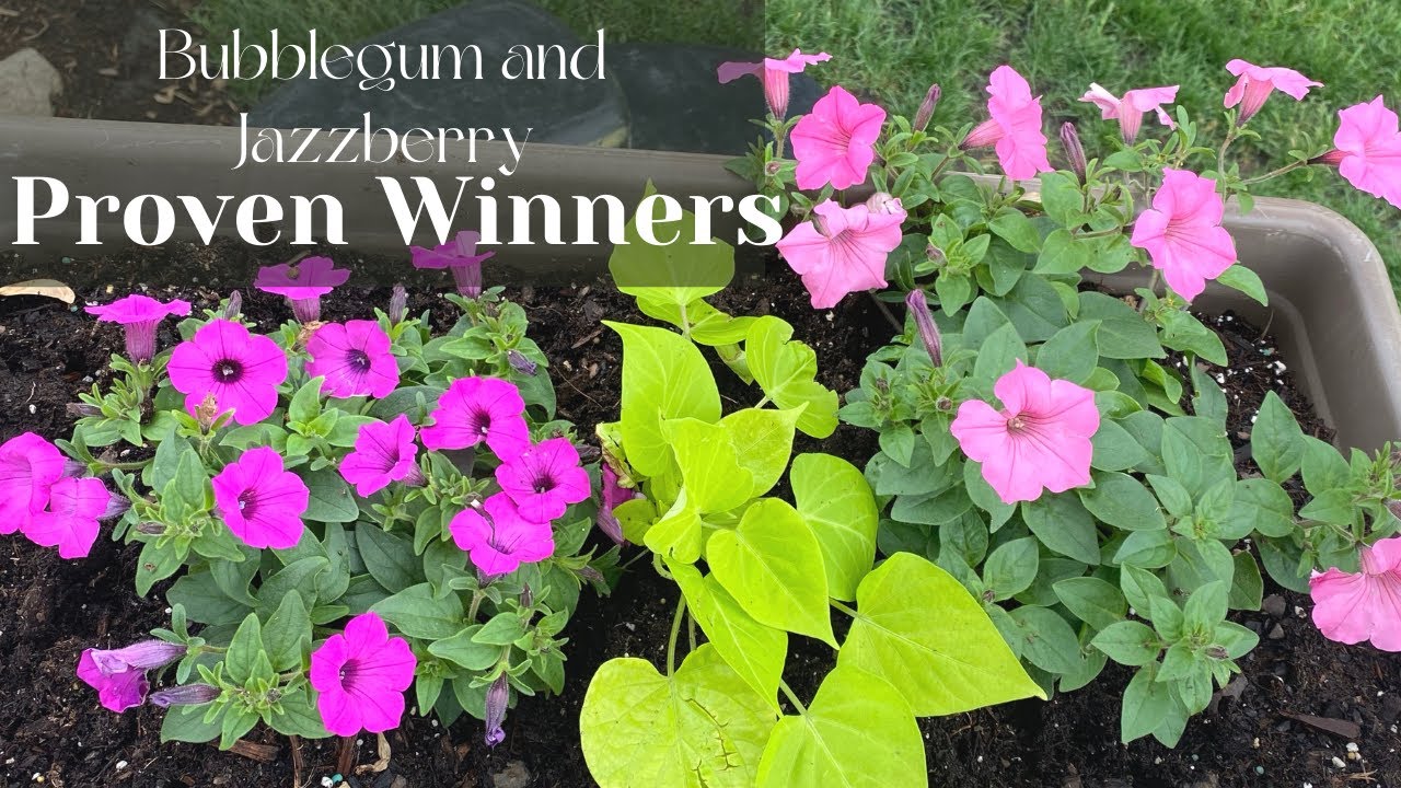 Planting PROVEN WINNERS in Deck Planters - YouTube