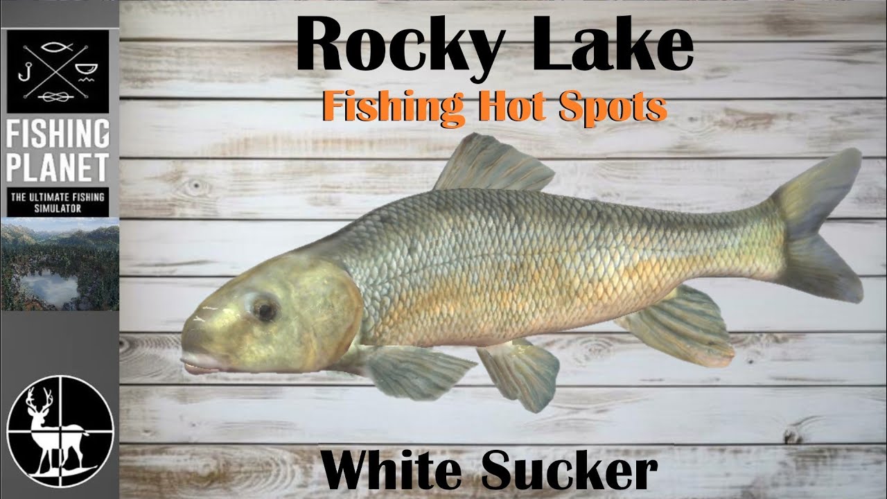 How To Catch White Sucker | Rocky Lake | Fishing Planet Hot Spots - YouTube