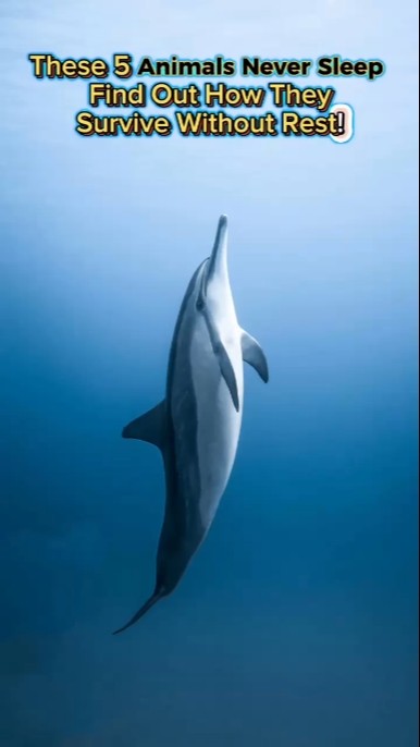 5 Animals Never Sleep – Find Out How They Survive Without Rest! # ...