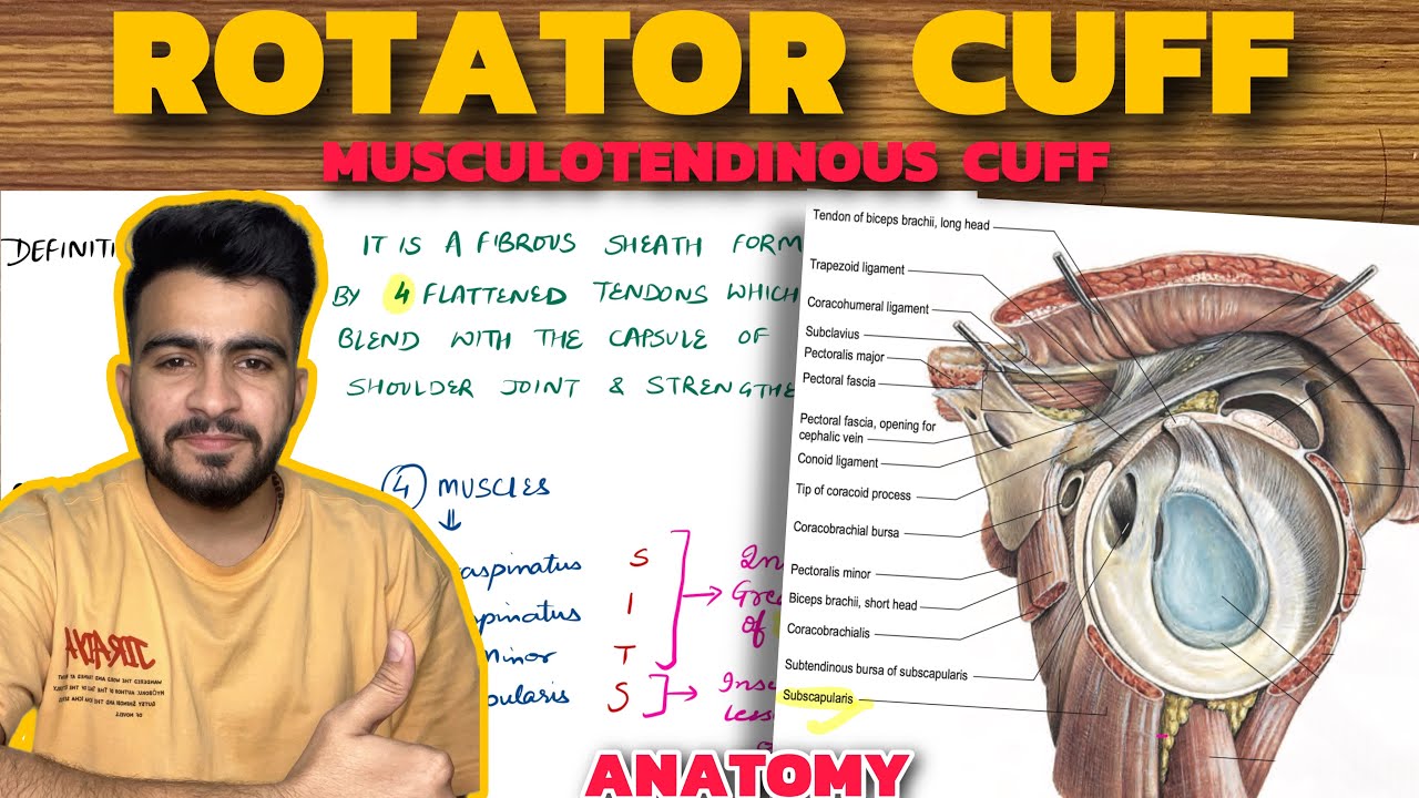 Rotator Cuff | Musculotendinous Cuff | Upper Limb Anatomy - YouTube