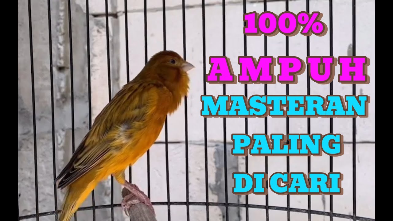 MASTERAN KENARI GACOR.. MASTERAN PALING DI CARI - YouTube