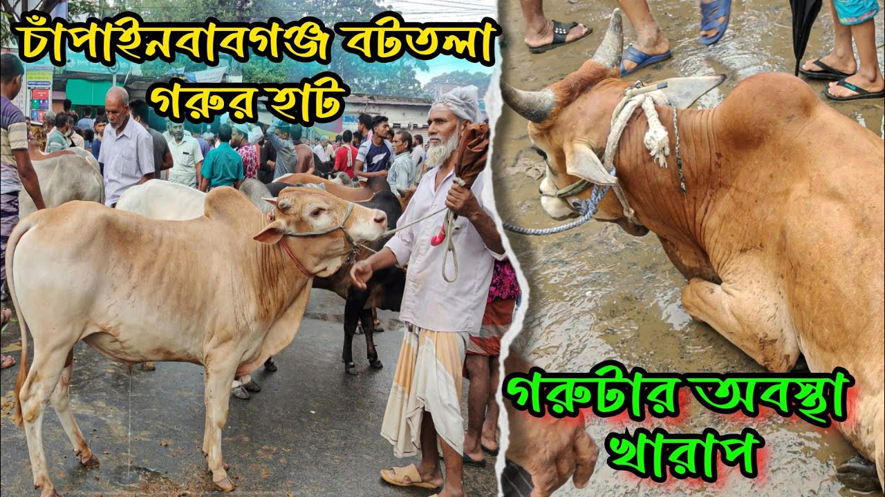 চাঁপাইনবাবগঞ্জ বটতলা হাটে কুরবানির গরুর দাম | Chapainawabganj Battala ...