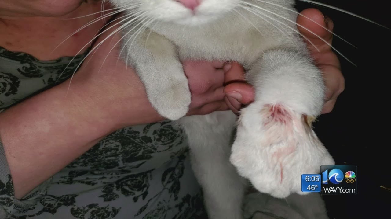 Cat badly injured after caught in trap in Hampton neighborhood - YouTube
