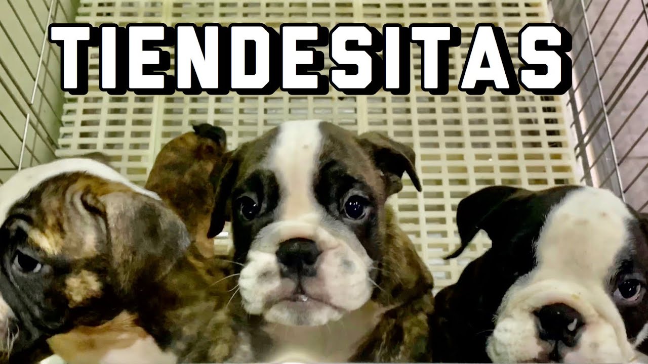 DOGS | CUTENESS OVERLOAD - YouTube