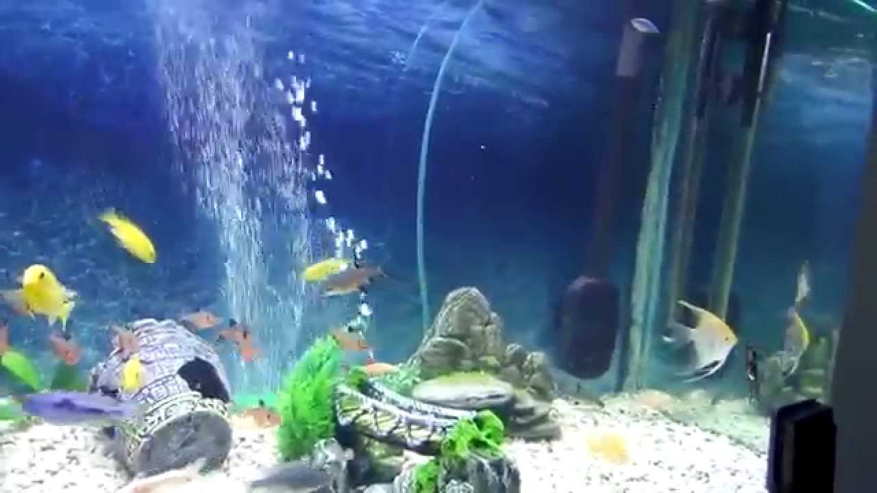 ΤΟ ΕΝΥΔΡΕΙΟ ΜΟΥ ( MY AQUARIUM ) - YouTube