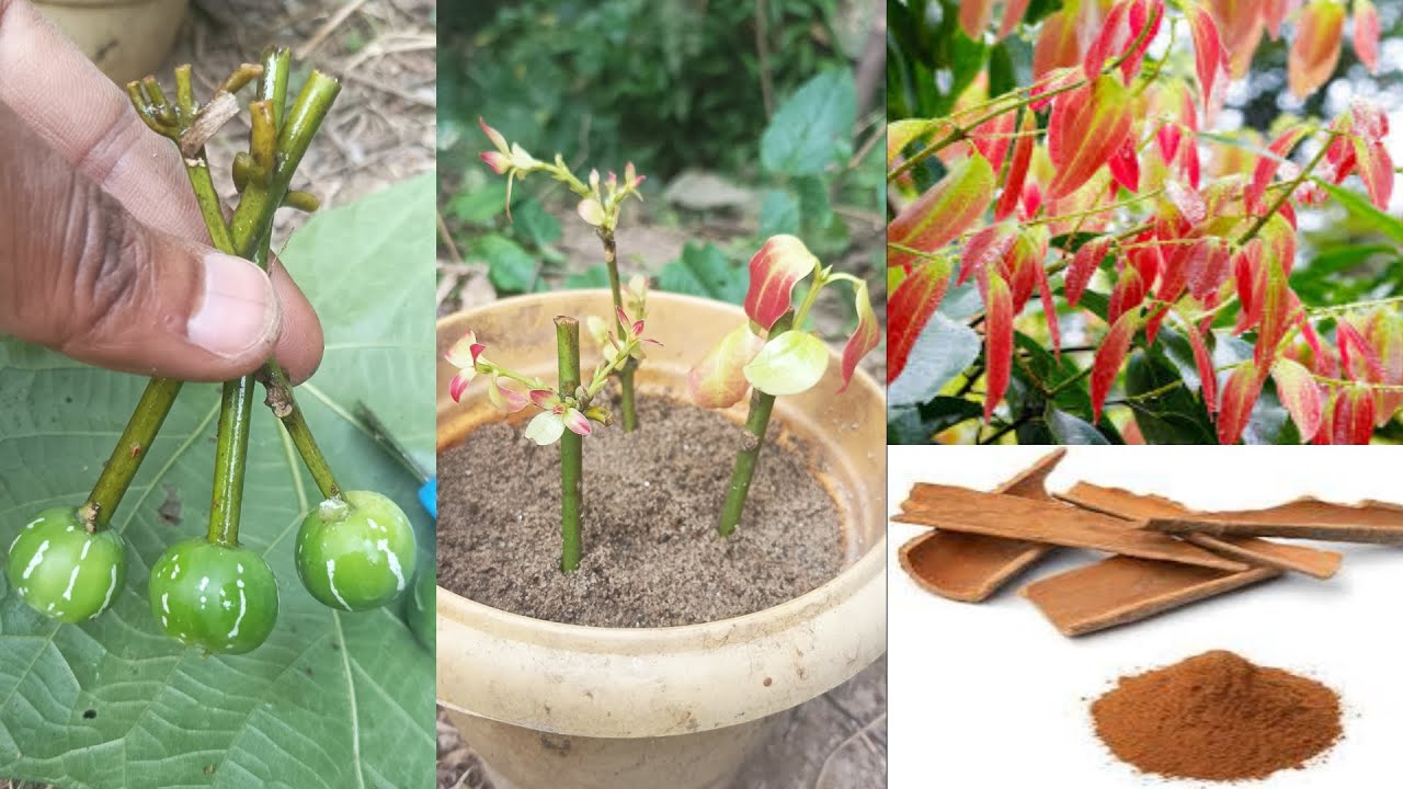 How to grow cinnamon tree at home, Growing fast cinnamon plant cutting ...