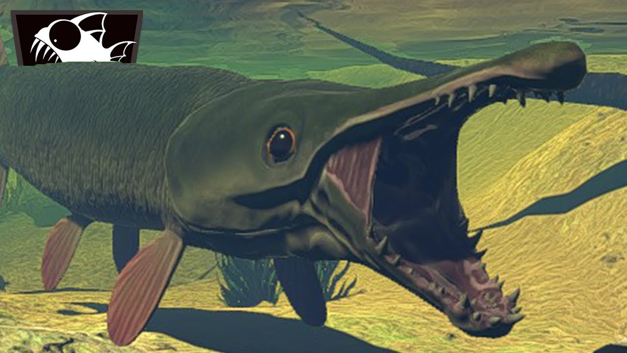 L'ALLIGATOR GAR, LES NOUVEAUX POISSONS DU MARAIS ! (Feed And Grow #70 ...