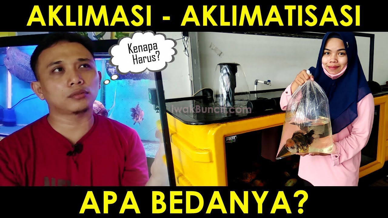 Seberapa Penting AKLIMATISASI pada Ikan Mas Koki? Bedanya Apa dengan ...