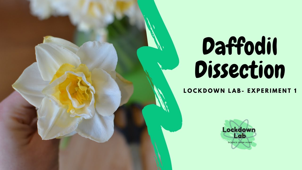 Lockdown Lab - Daffodil Dissection - YouTube