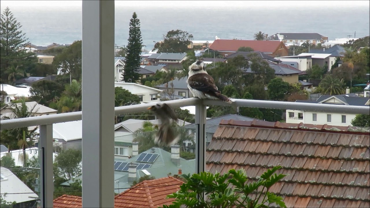 Kookaburra attacked by a Noisy Miner Bird! - YouTube