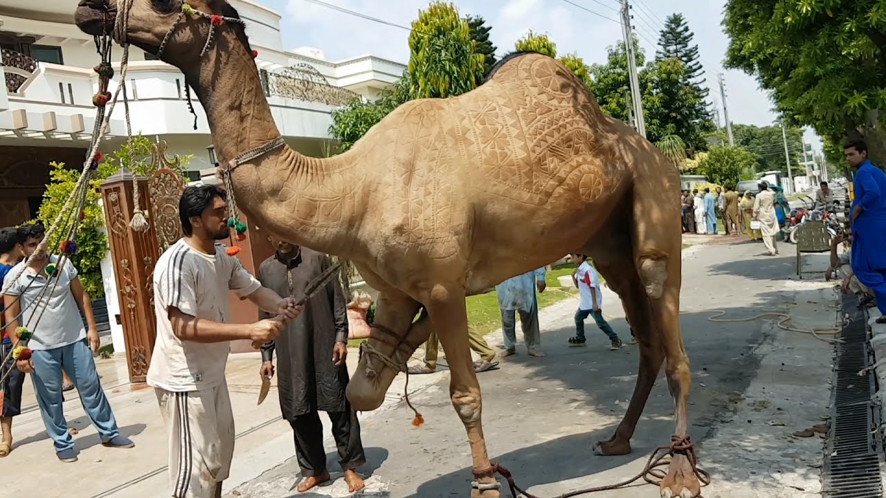 Camel Slaughter in Wapda Town On BAKRA EID Bakraqurbani.com - YouTube