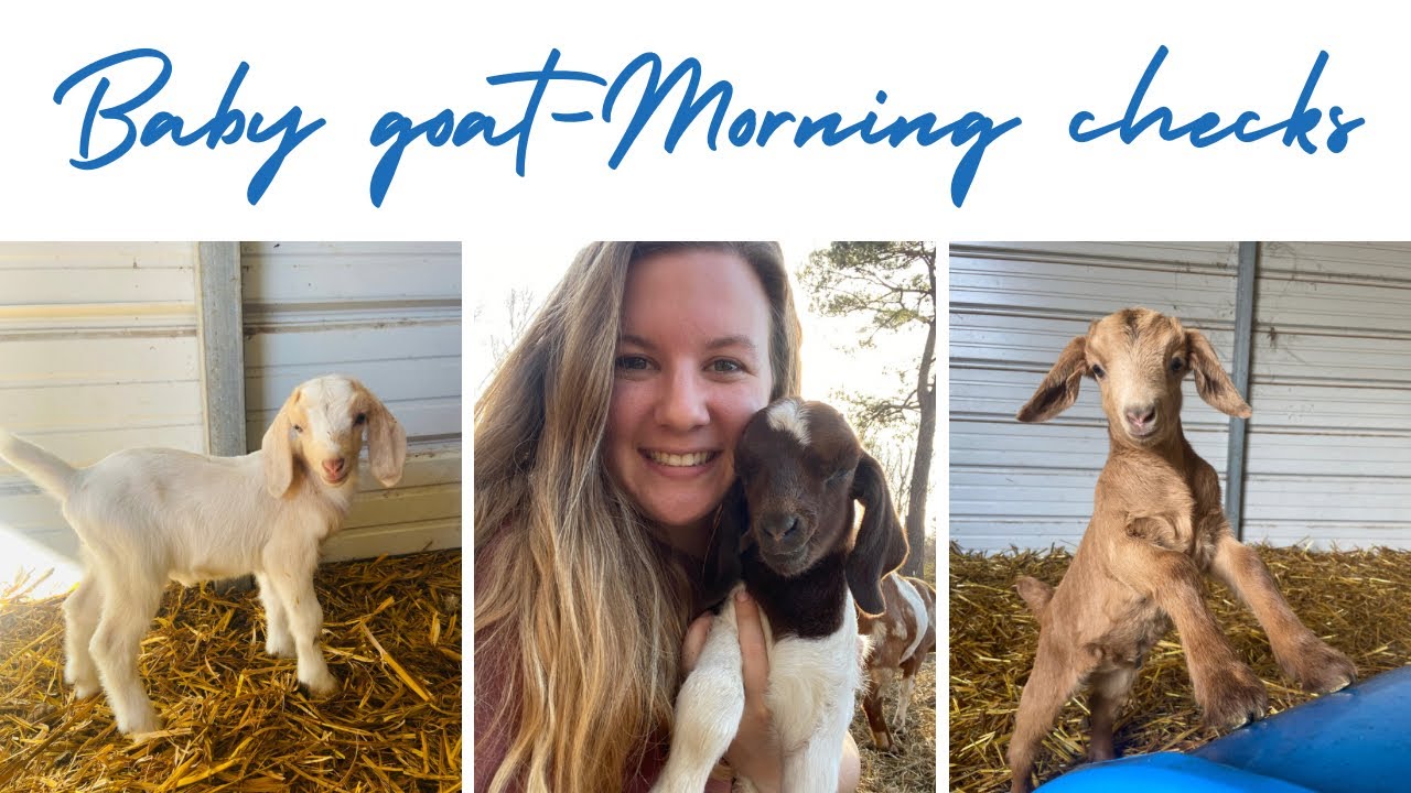 Kidding barn | BABY GOAT checks | Morning chores - YouTube
