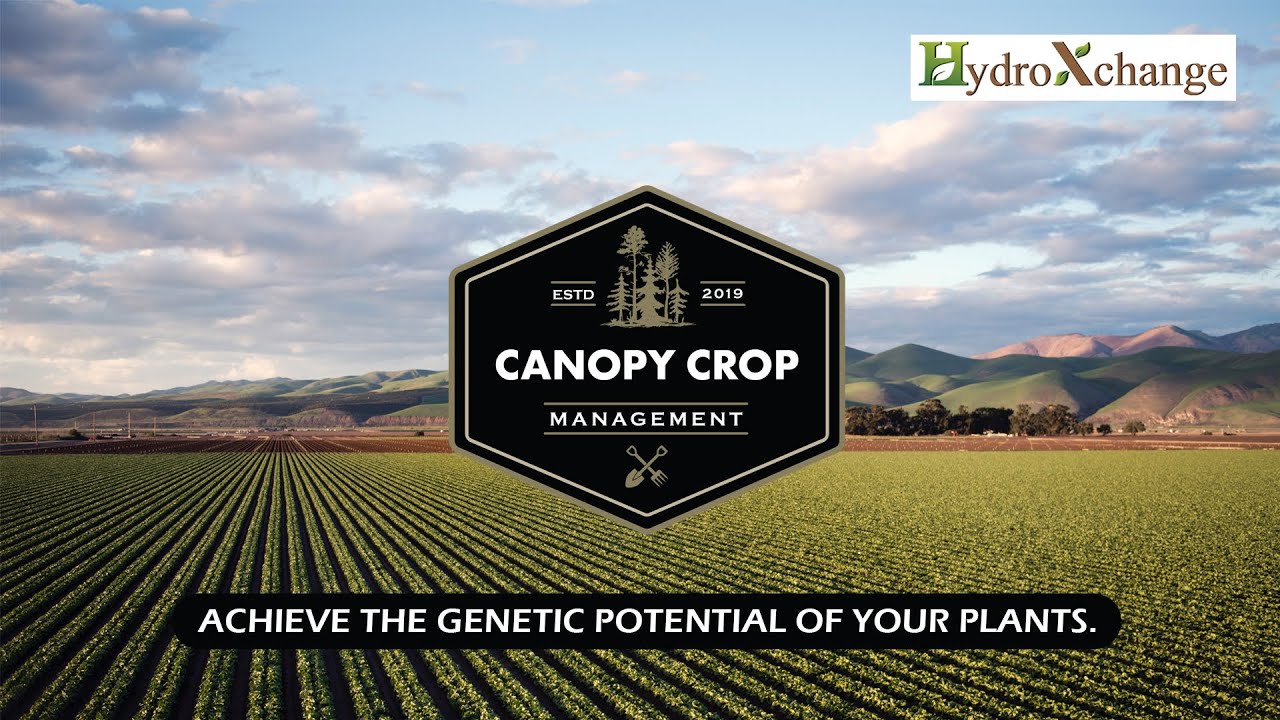 Are You Ready To Know About Canopy Crop? - YouTube